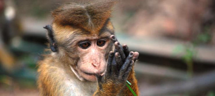 Chimps believe in God, researcher claims