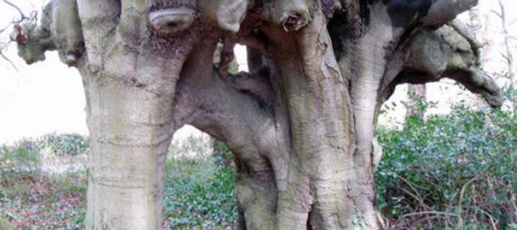 John Wesley's beech trees shortlisted for 'tree of the year'