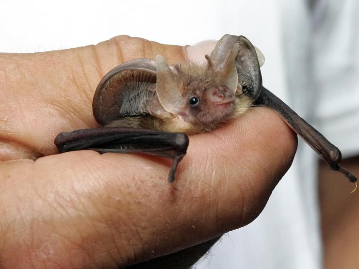 Church that faced closure over bat faeces celebrates end of 5 year ...