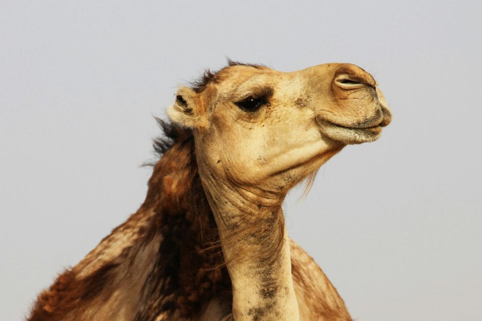 Woman hospitalised after 'unexpected' nativity camel-kick incident