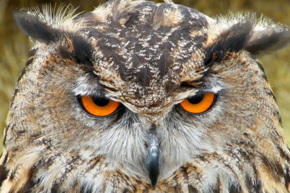 Woman left terrified of owls after Christian grooming by doctor wins ...