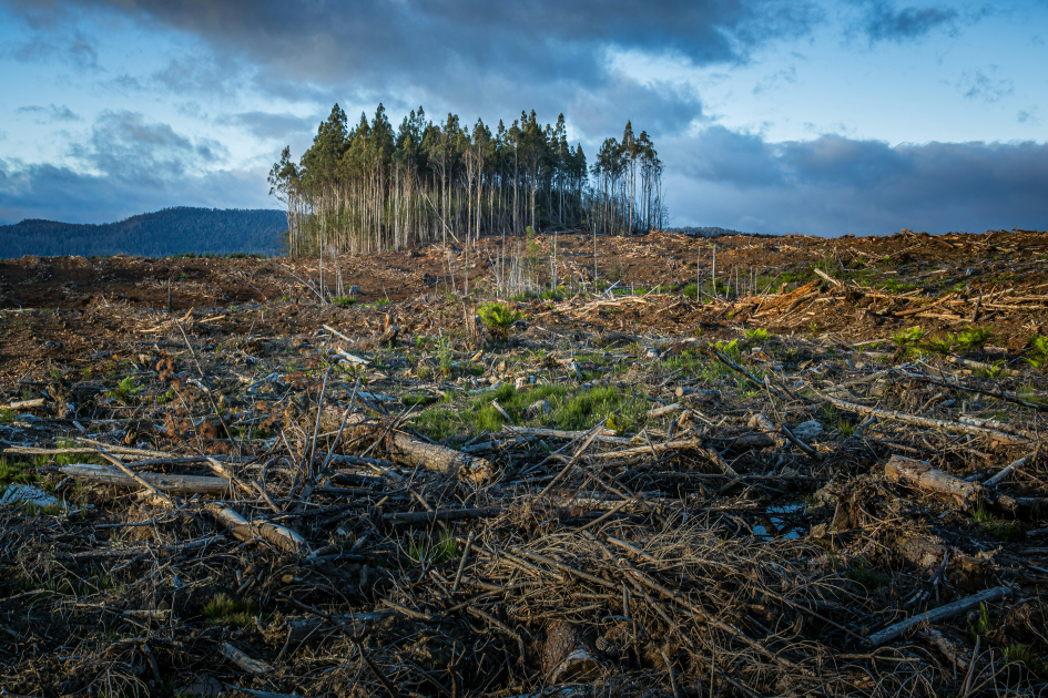 UK churches urged to lead on climate by achieving net zero emissions