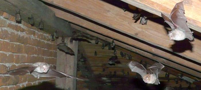 Tamed bats could become a 'tool for mission'