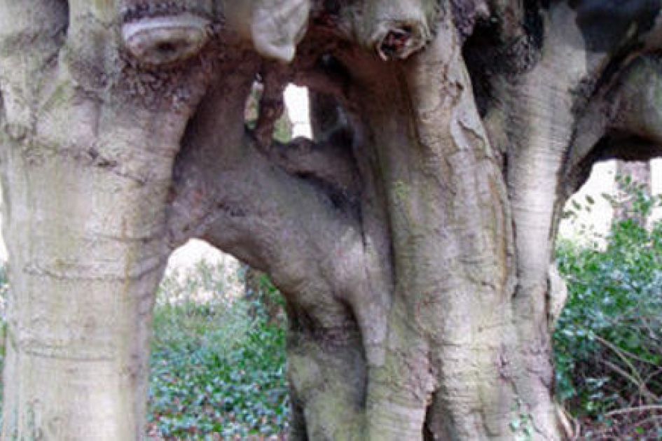 John Wesley's beech trees shortlisted for 'tree of the year'