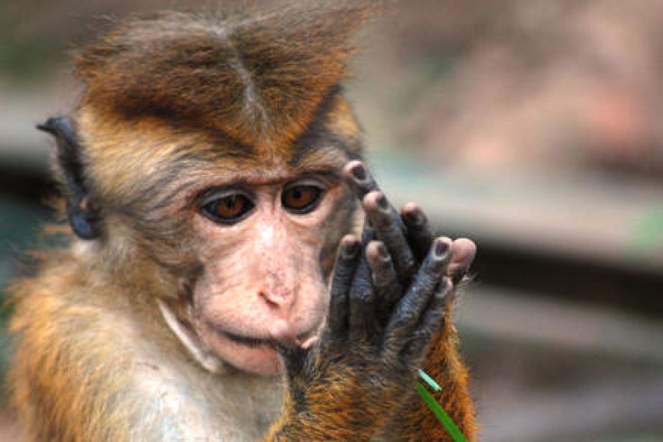 Chimps believe in God, researcher claims